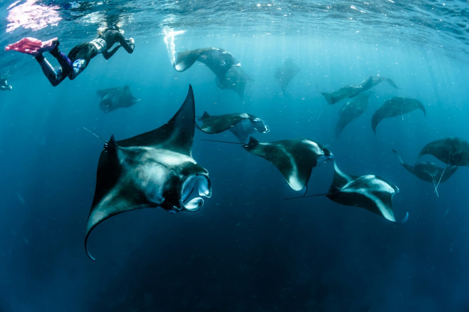 Manta Ray Night Snorkel Tour – Adventure Paradise